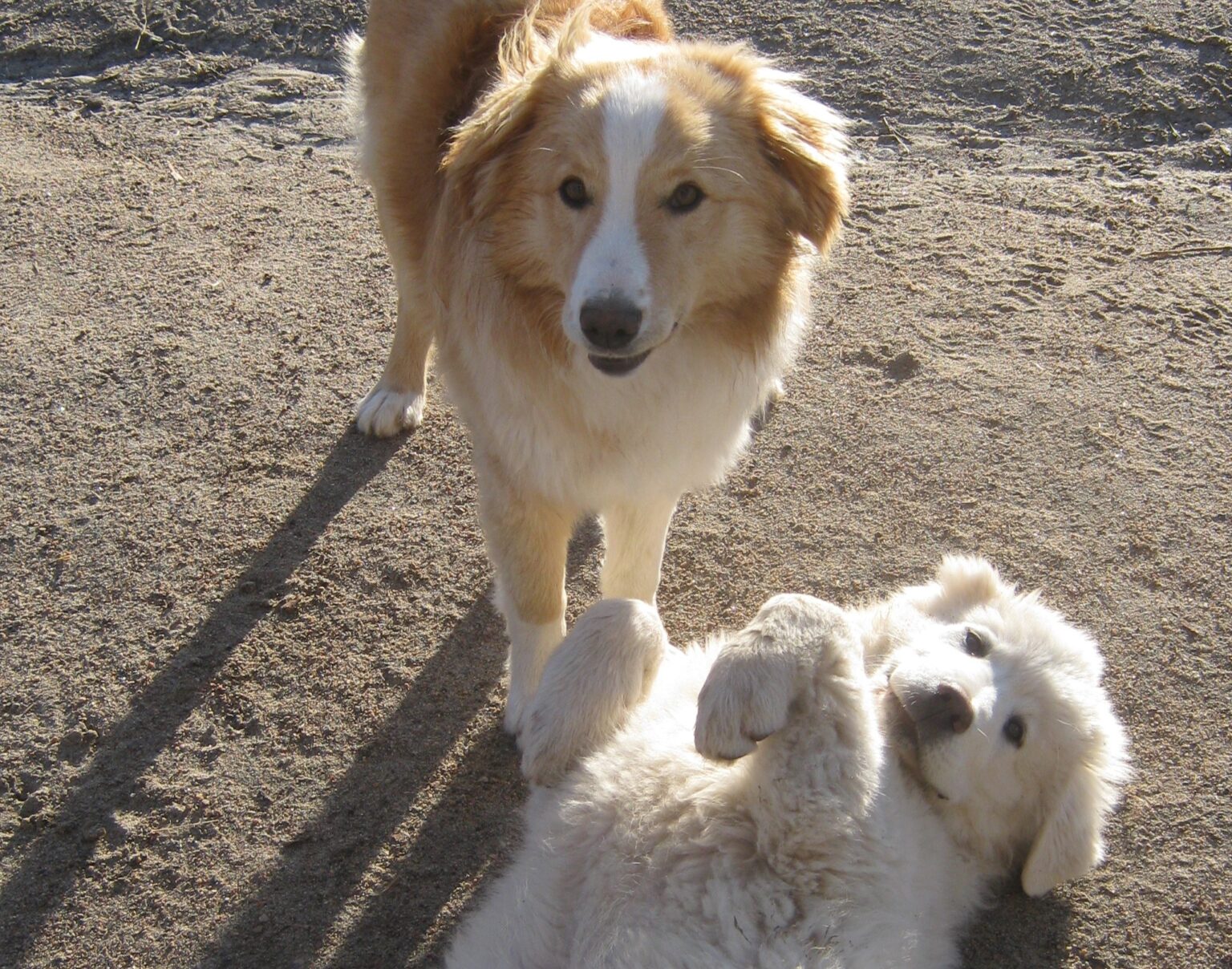 Humbled to the Ground by Anne Old - Madonna House Apostolate