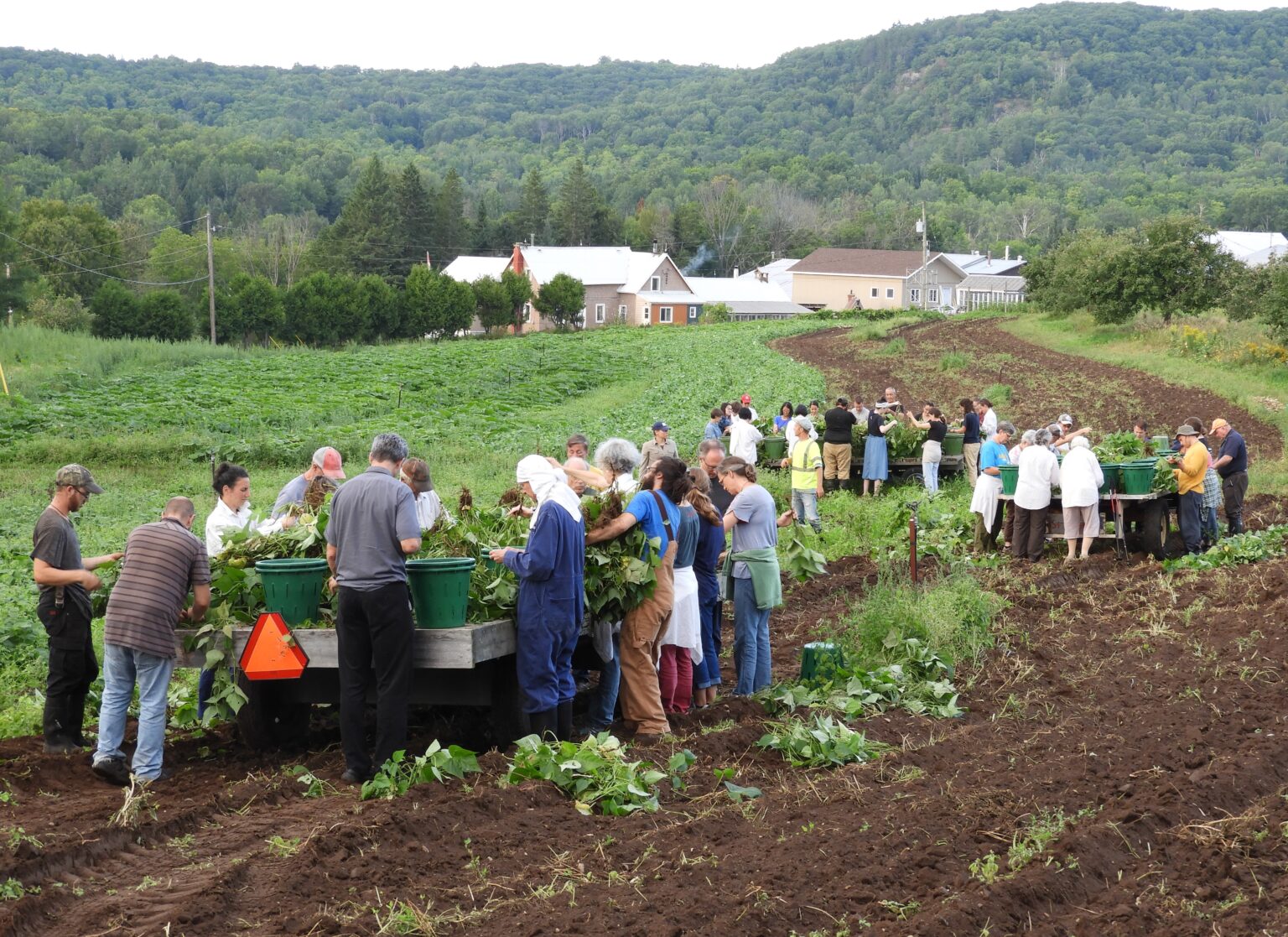 2022 Green bean picking bee, St Ben's (Beth Scott) -cropped - Madonna ...